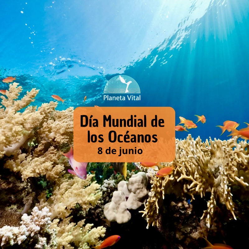 Día Mundial de los Océanos: Un Llamado Urgente a Proteger Nuestra ...